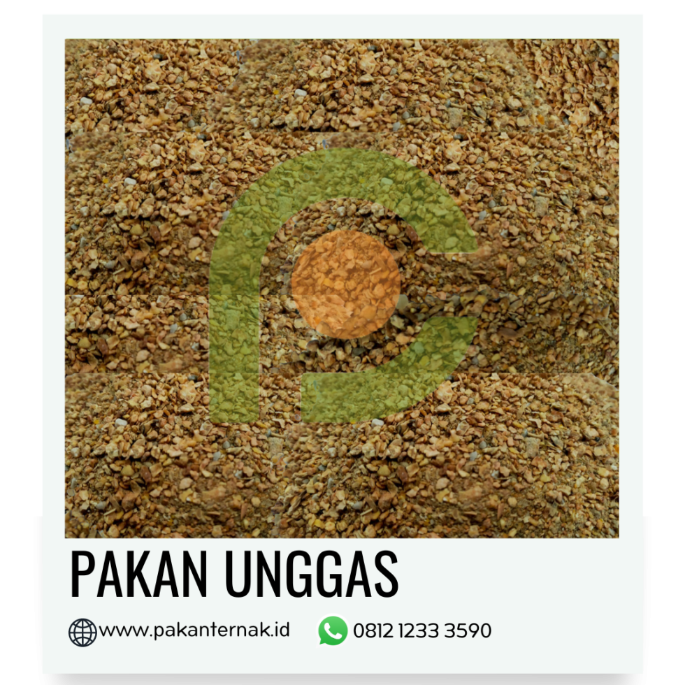 Panduan Praktis Memilih Pakan Ayam Petelur Terbaik